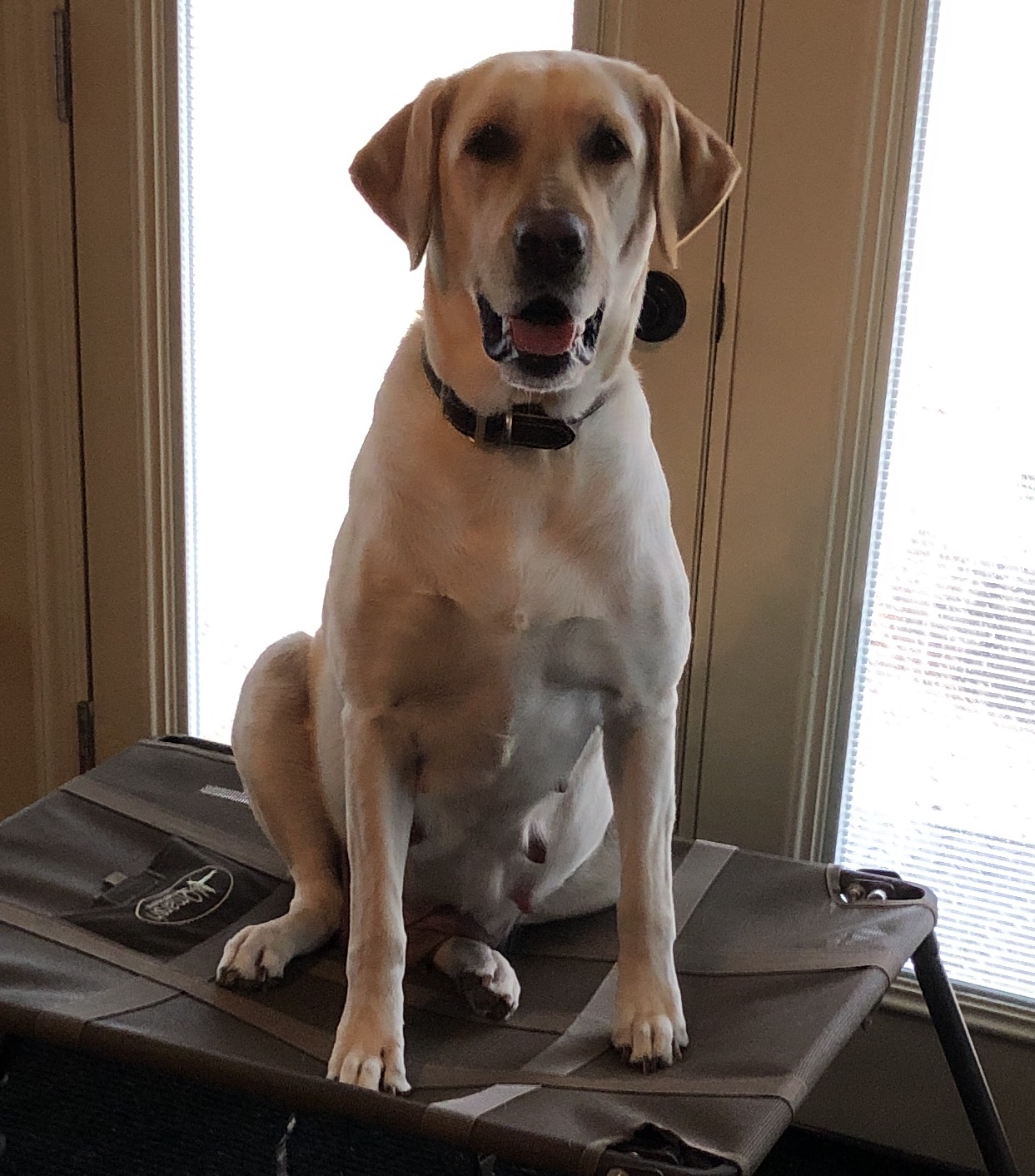 Getting Close!!!! – Flushing Kimber Kennels