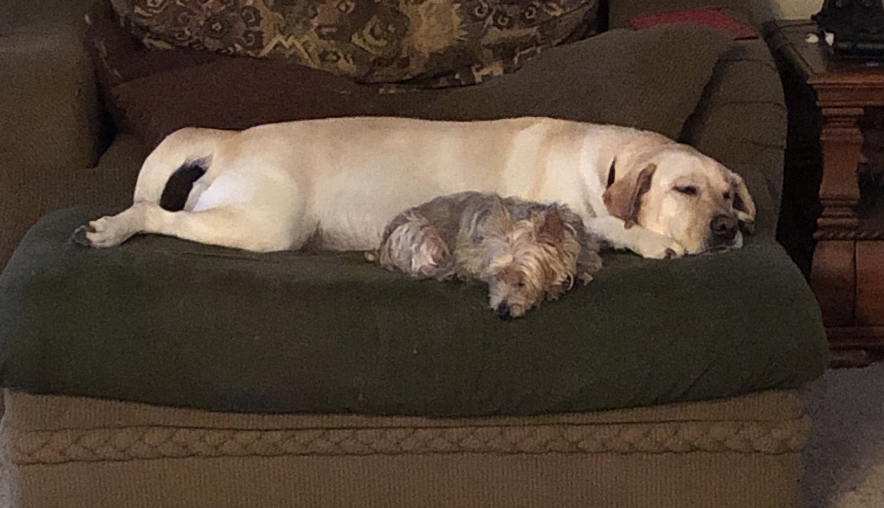 Molly & Kimber 😍 – Flushing Kimber Kennels