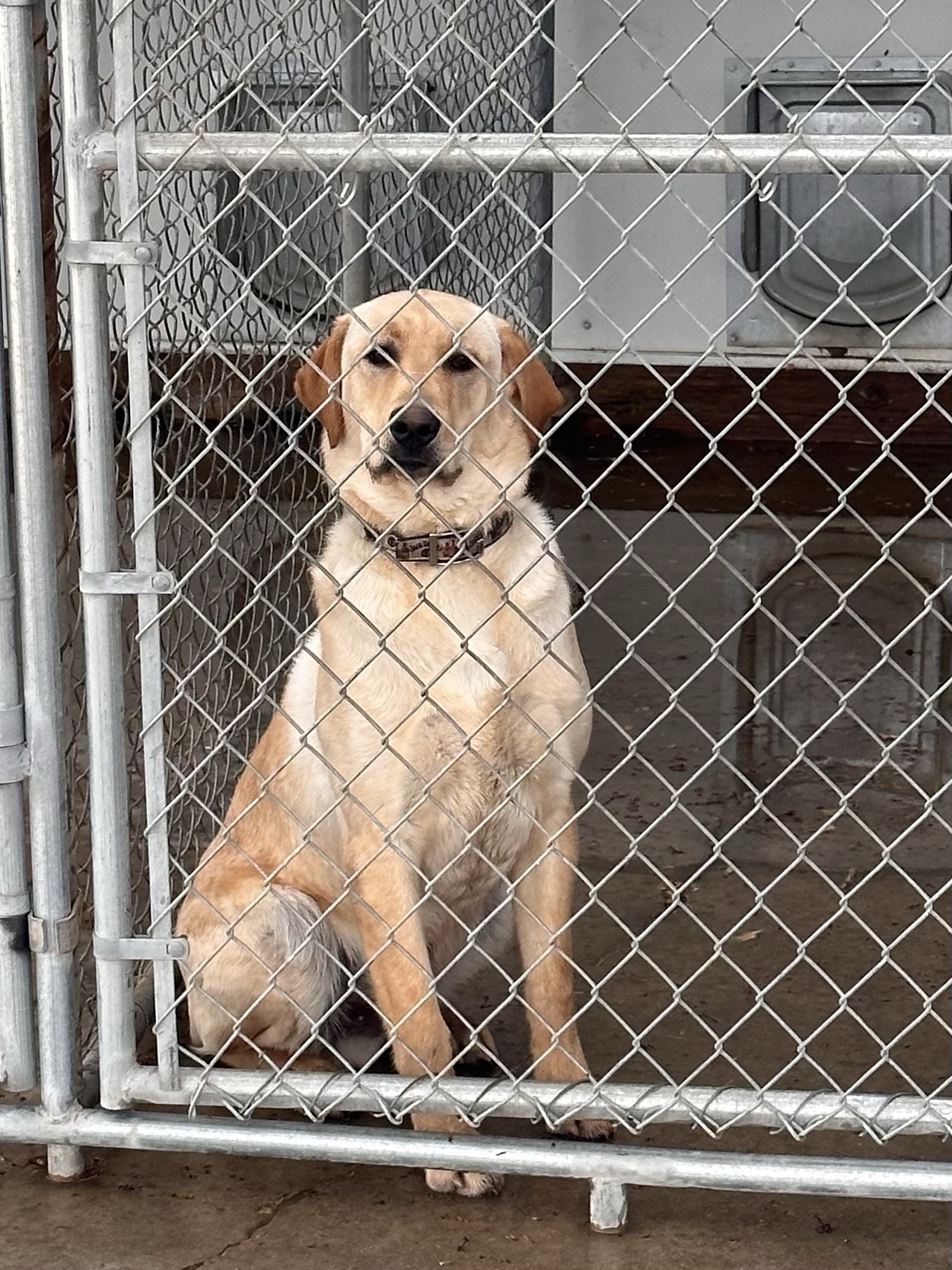 Just Pictures…. – Flushing Kimber Kennels