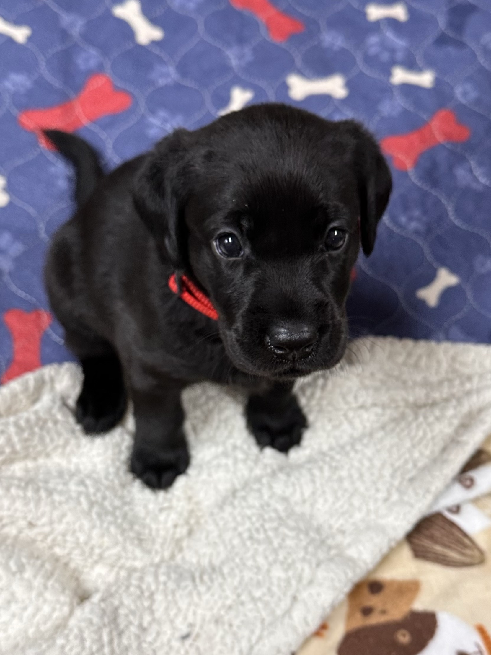 Seriously so stinking CUTE – Flushing Kimber Kennels