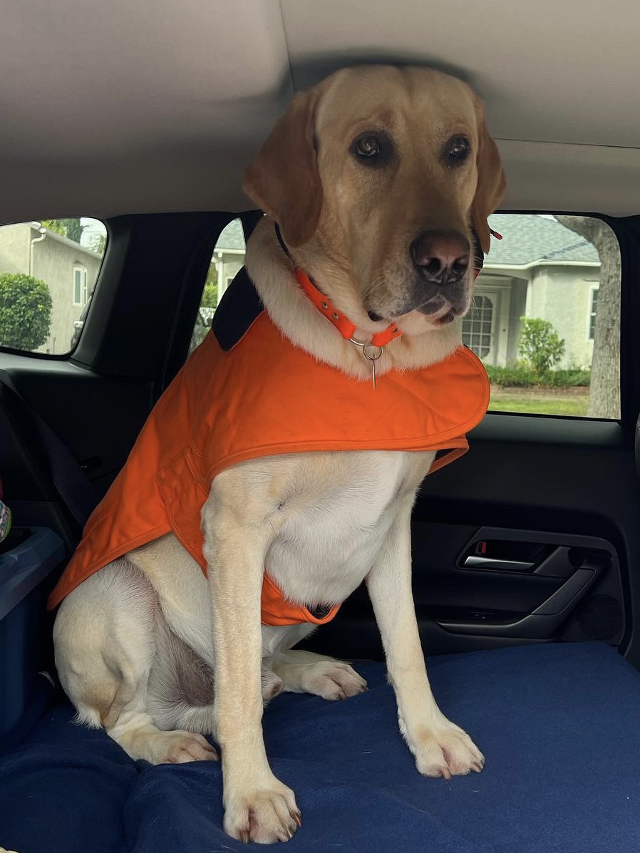 Our Pups to Dogs 🐾🐾💕 – Flushing Kimber Kennels