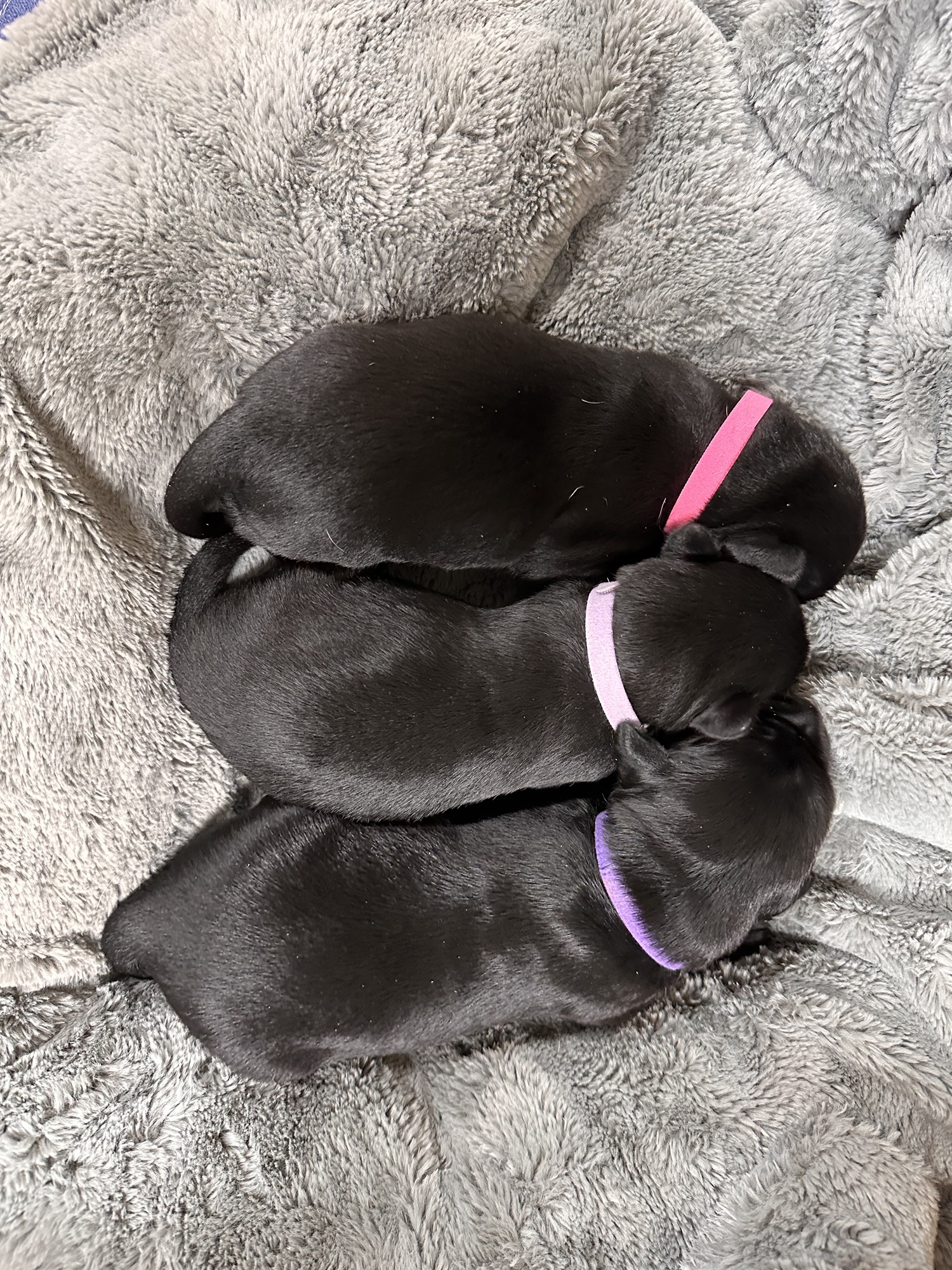 Our Black Girls 💗 – Flushing Kimber Kennels